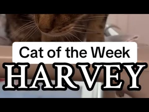 Cat of the Week ~ Harvey - YouTube