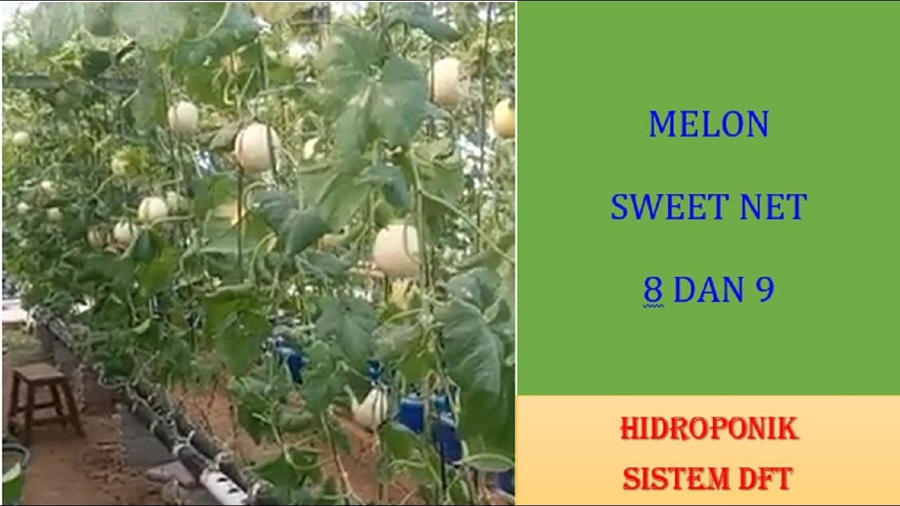 Melon Sweet Net 8 dan 9 Hidroponik Sistem DFT - YouTube