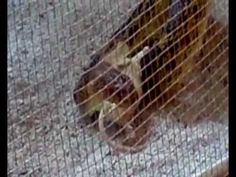VIBORA ALICANTE COMIENDO UN RATON - YouTube