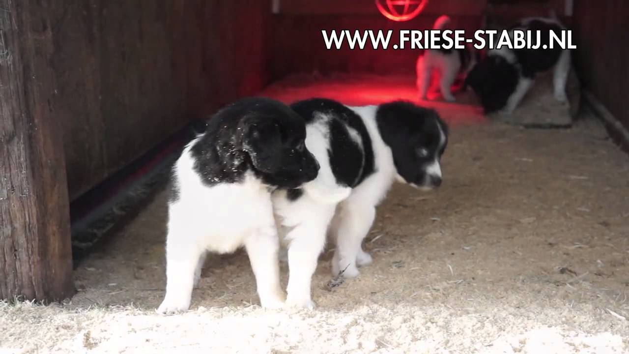 friese stabij pups HD - YouTube