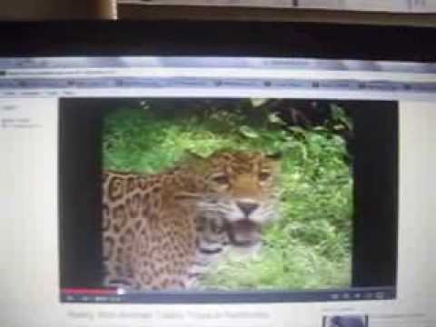 The Cheetah King: Mighty King of the Wild