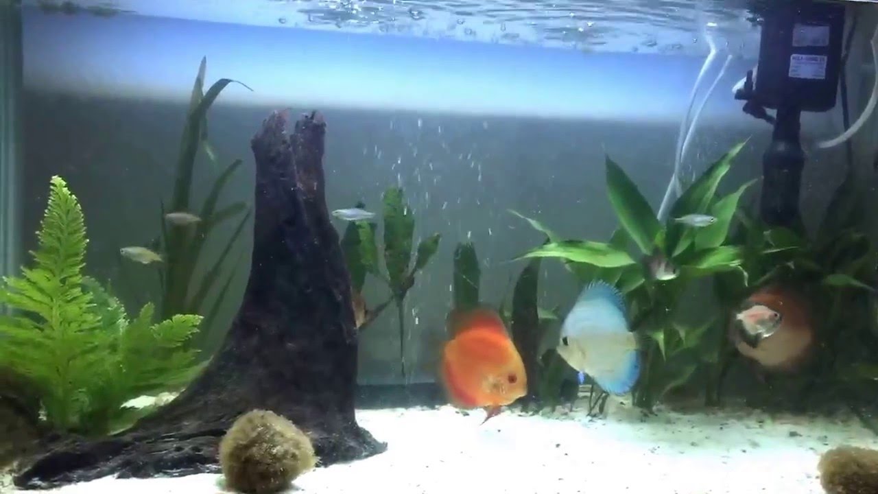 Discus, rainbow fish, cory catfish, tetras and bristlenose plec ...