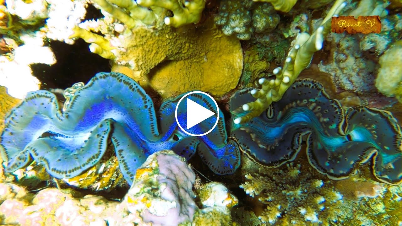 Common clam (Tridacna maxima) - YouTube