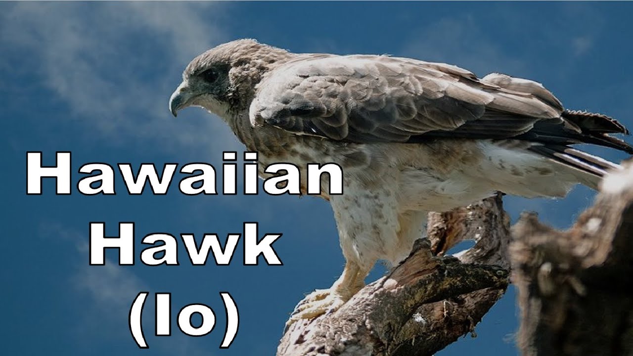 Hawaiian Hawk