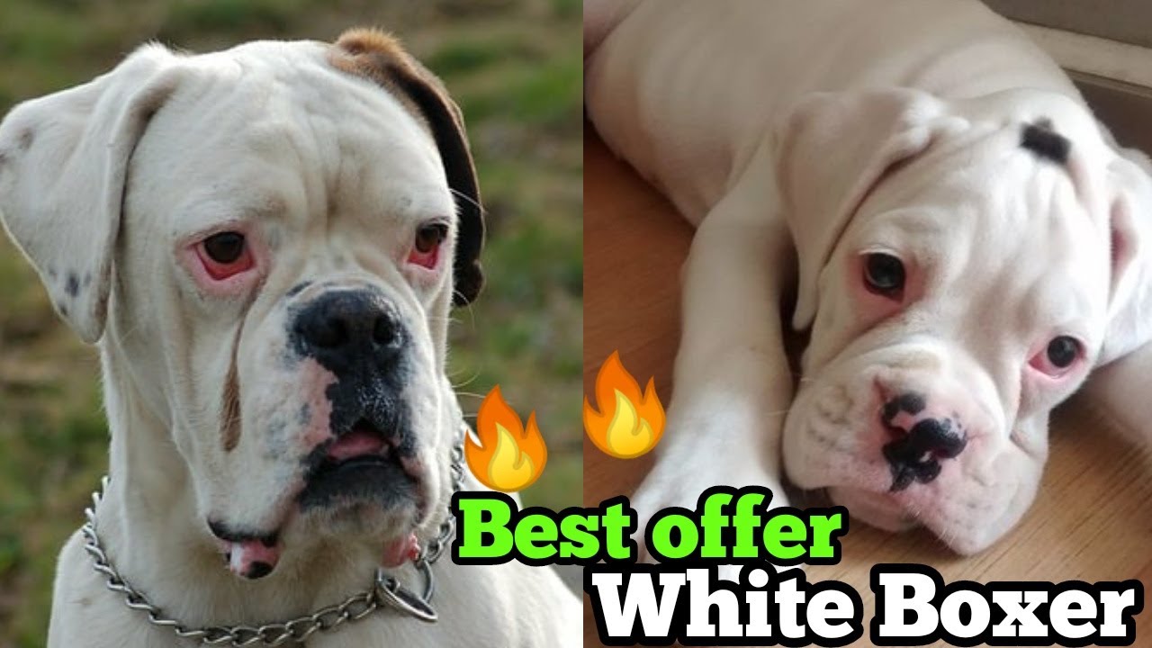 Best offer White Boxer puppy for sale in low price| White Boxer Dog for ...