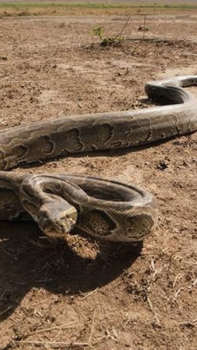 One Minute With Africa’s Most Powerful Snake: African Rock Python # ...