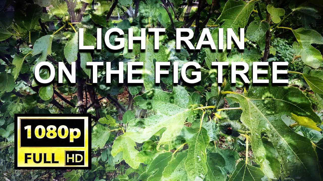 2 Hours Of Pure Relaxation | Gentle Rain Sounds | Fig Tree | # ...