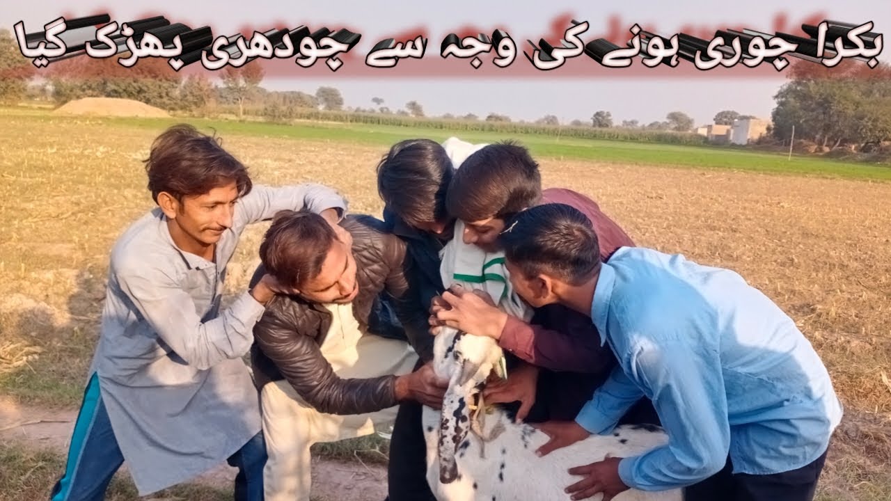 chodri ka bakra chori kr k nasheyeon ne chodri maar dia funny video ...