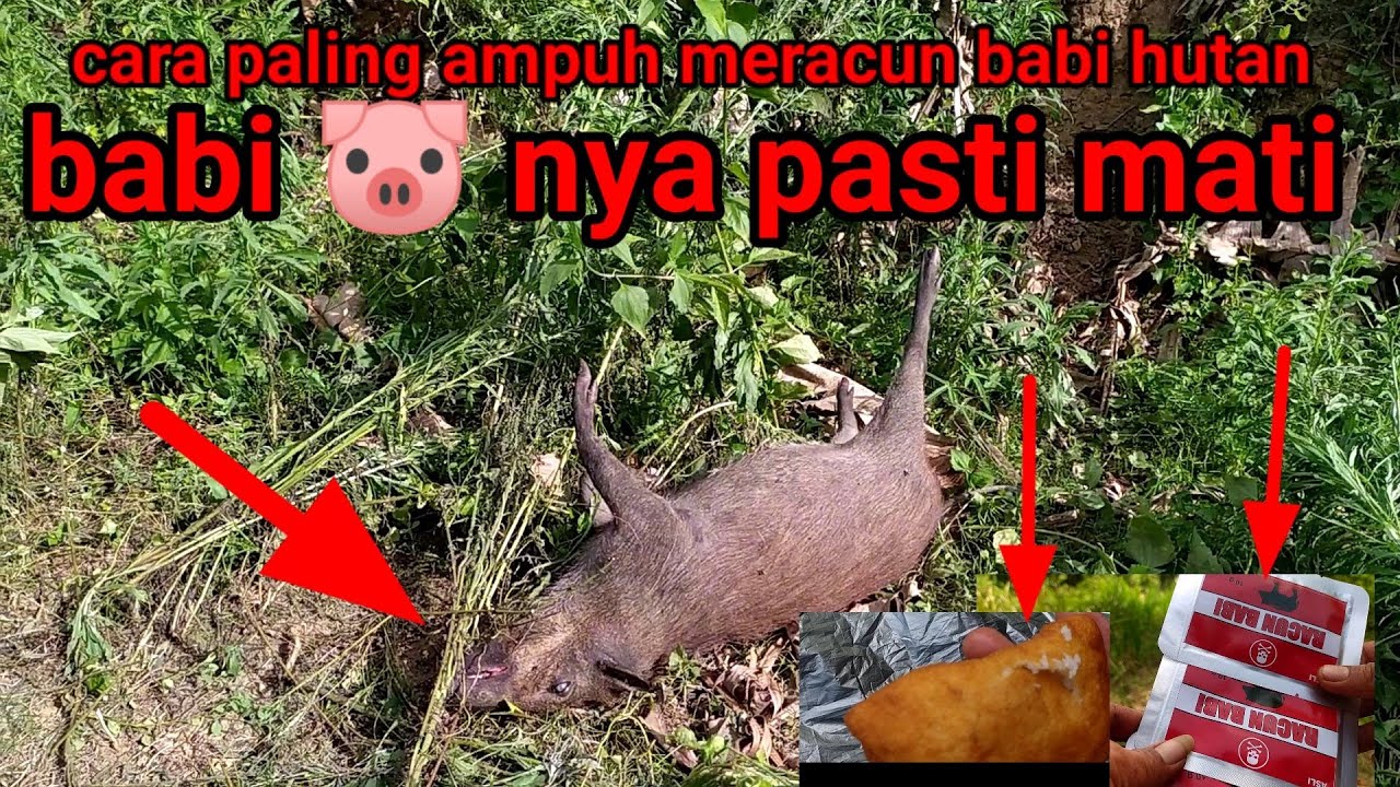 cara meracun babi hutan yang merusak kebun,anti gagal (💯% mati) - YouTube