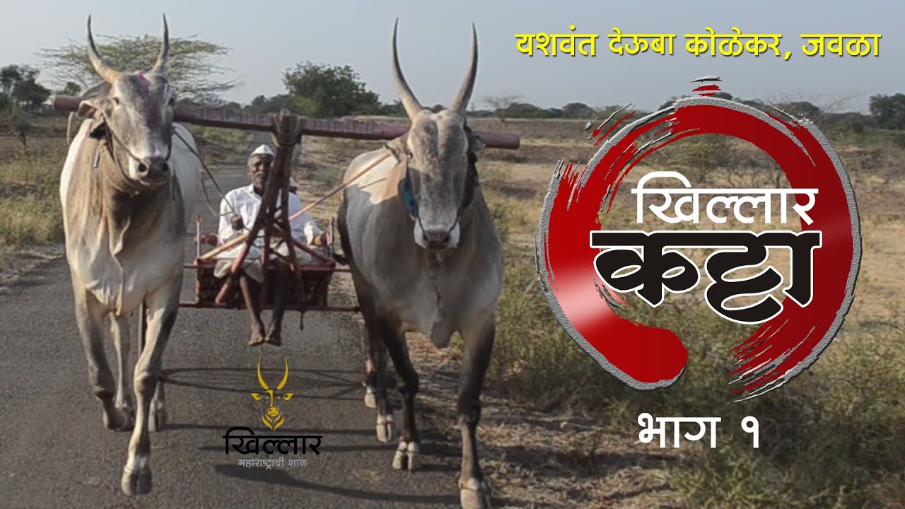 Khillar Maharashtrachi Shaan | खिल्लार कट्टा - यशवंत देऊबा कोळेकर (सर ...