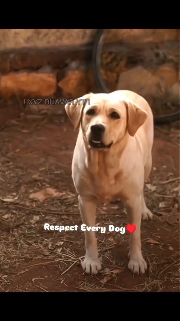 respect every dogs 🥲 - YouTube