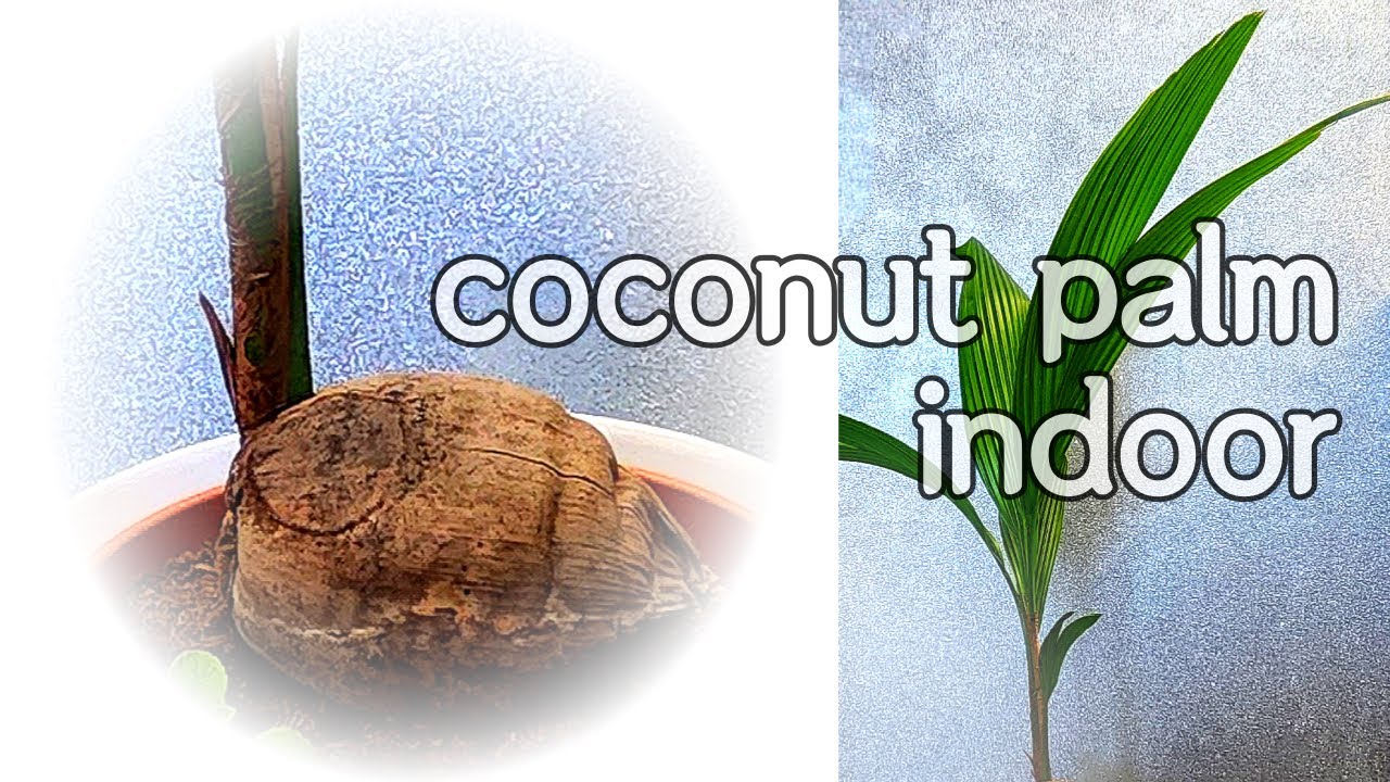 How to care & grow for Coconut Palm Tree Indoor With Bottom Watering ...