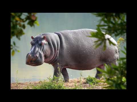 hippopotamus sounds