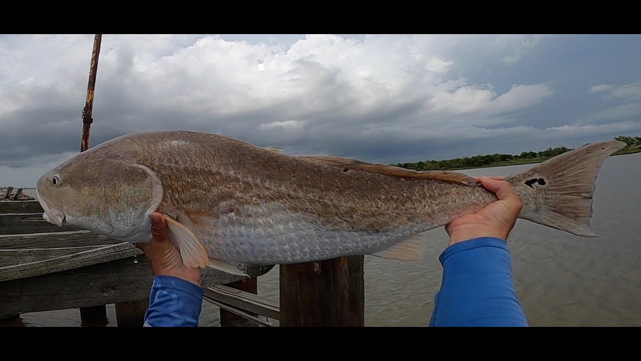 Catching Bull Redfish, Freshwater Bayou Canal, Vermilion Parish ...