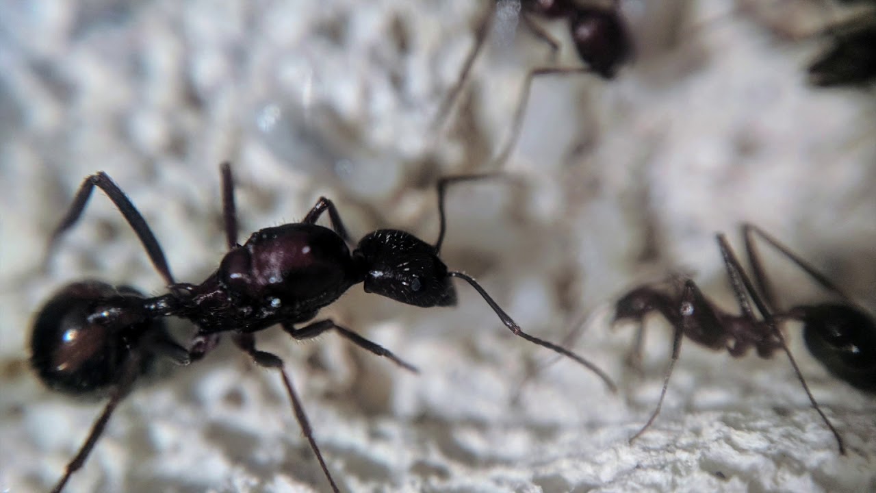 Novomessor Cockerelli Update #1 (HUGE ANTS WITH LONG LEGS!) - YouTube