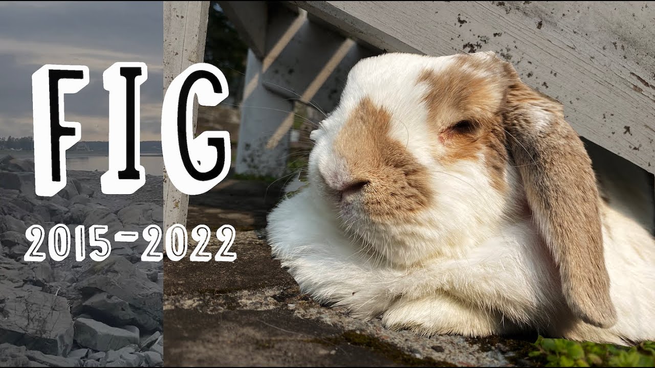 Saying goodbye to Fig - Dealing with grief - YouTube