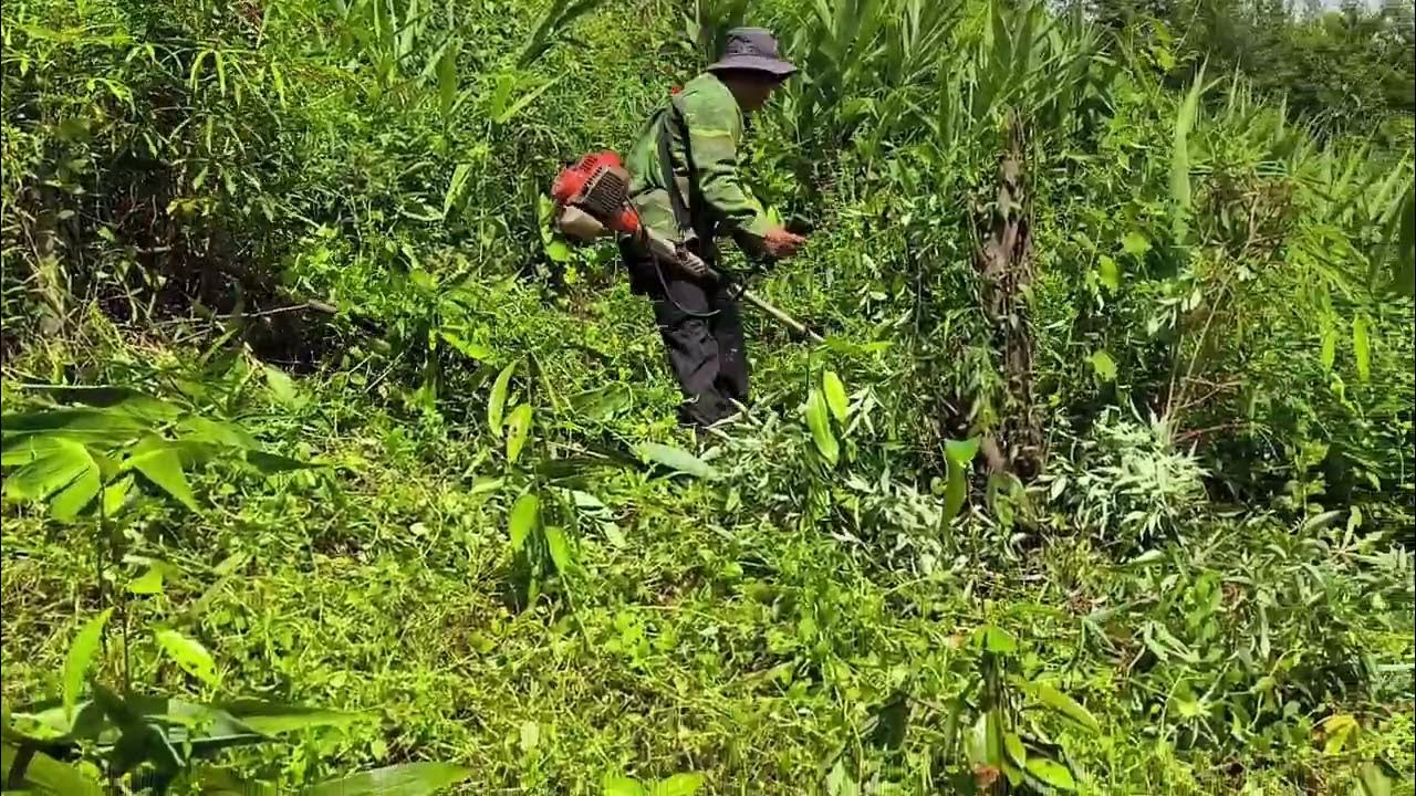 HNUB NO MUS LUAJ TEB NTOO LAWM - YouTube