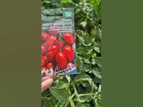 ни забот ни хлопот - YouTube