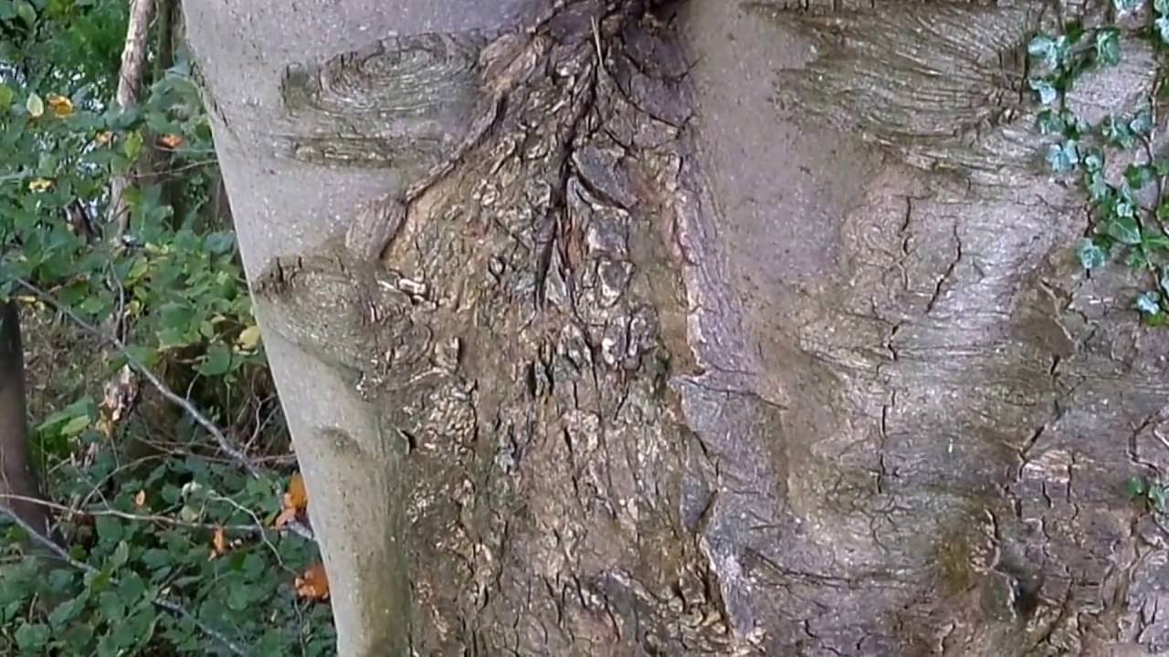 Rainwater Run Off Channels on Tree Bark - Nature Insights - YouTube