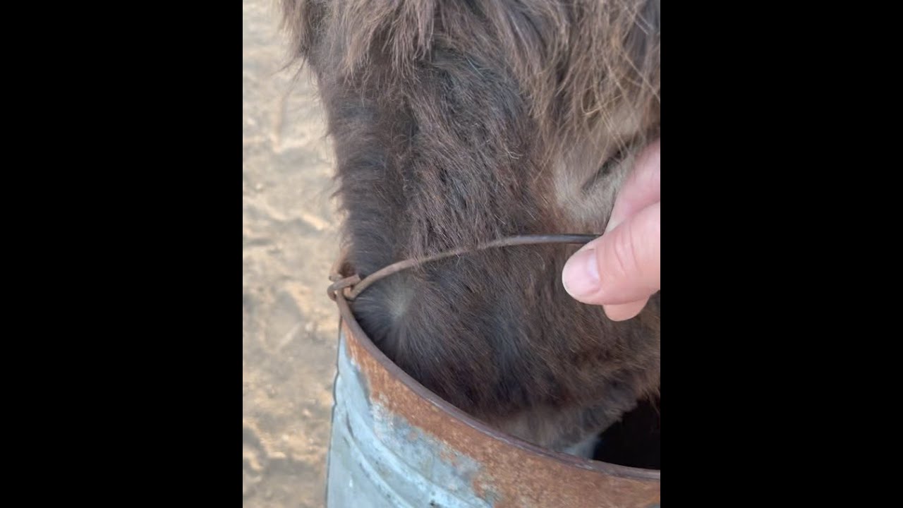 John Donkey Bucket Bandit - YouTube