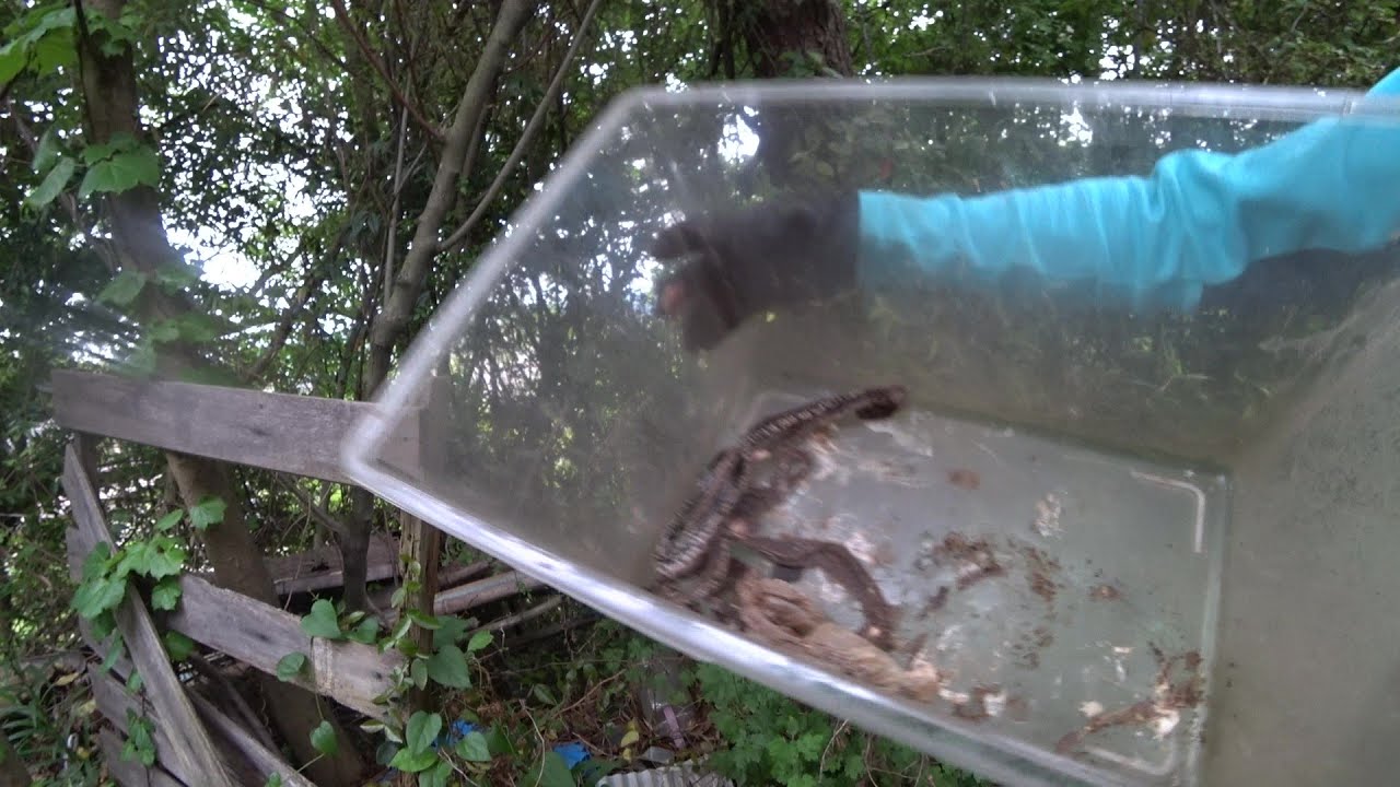 Nature Wonderland; freeing the larvae and cleaning a venomous snake ...