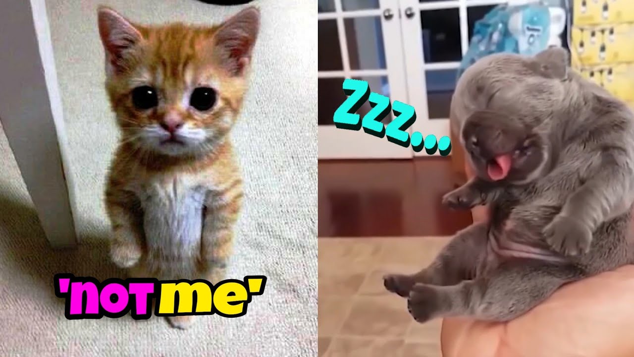 Soo Cute Baby Animals!🔴Funny pets Doing Cute Things Video compilation ...