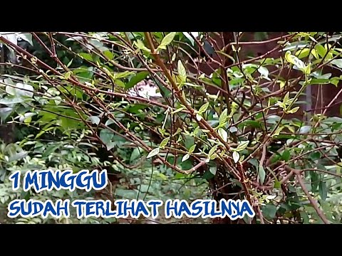 Manfaat Pruning Bonsai Hasil Okulasi Mentaos Dengan Anting putri