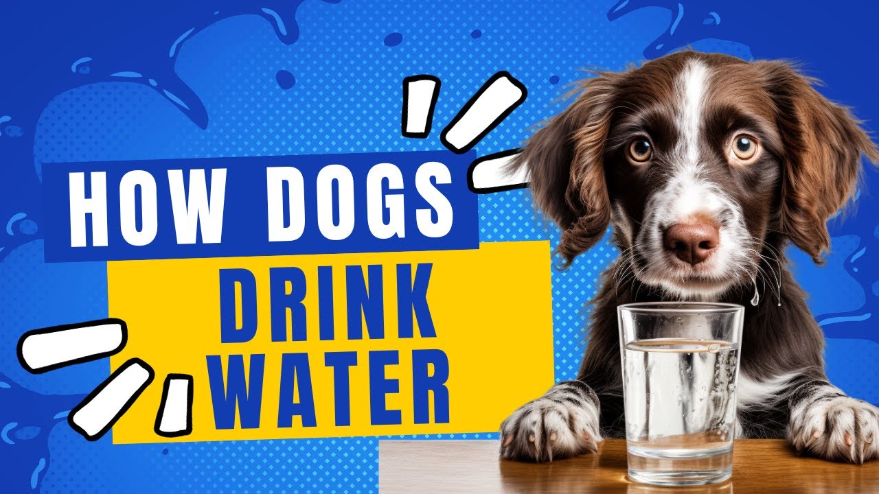 How do dogs drink? A slow motion look at how dogs drink water. - YouTube