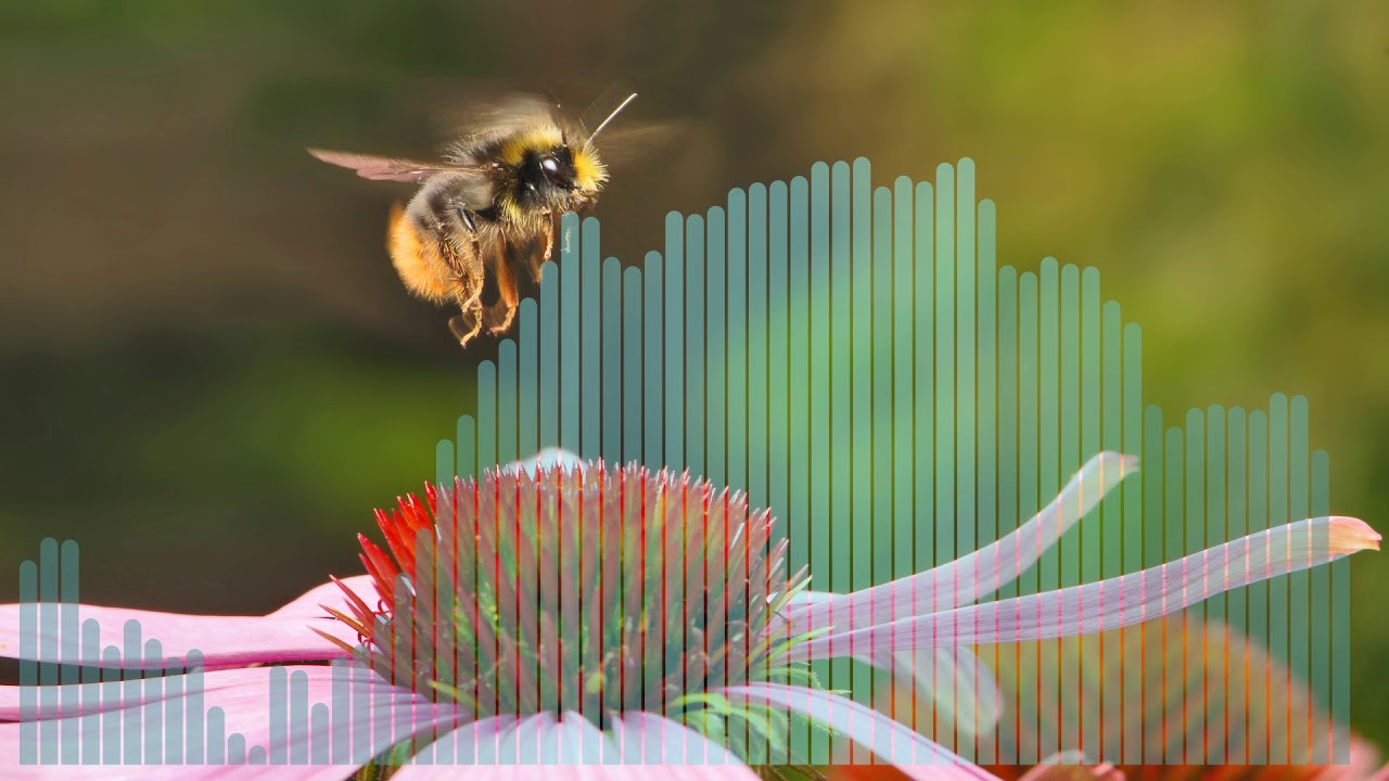 The flight of the Bumblebee FART REMIX - YouTube