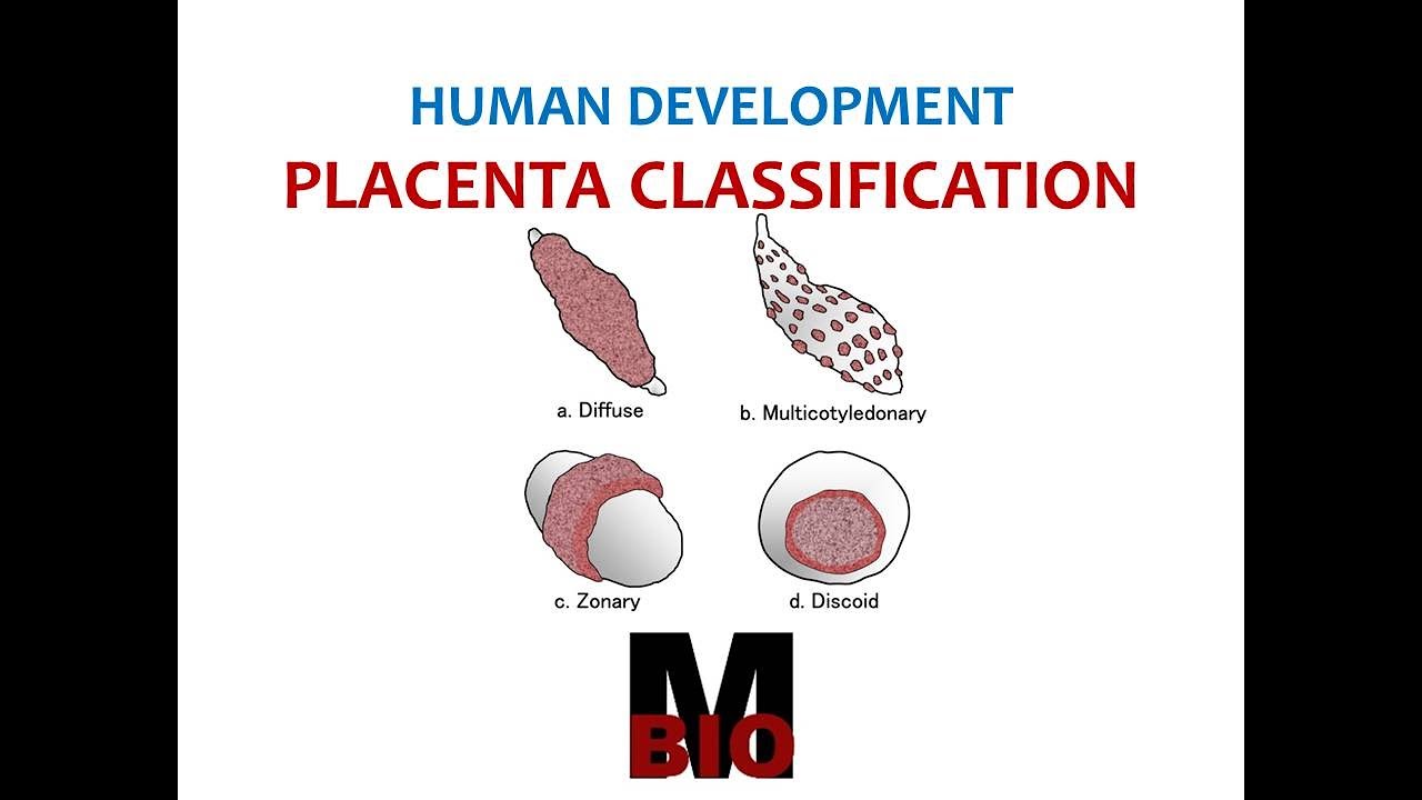 CLASSIFICATION OF PLACENTA - YouTube