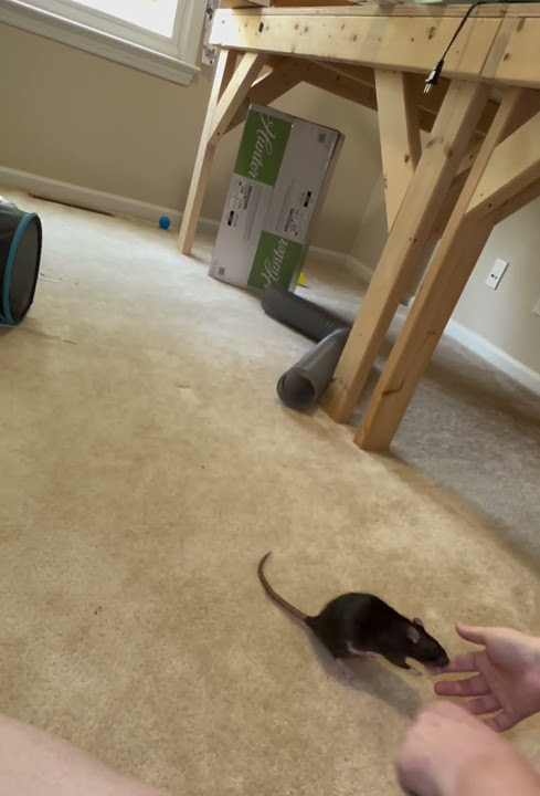 Owner Teaching Pet Rat How To Play Fetch - YouTube