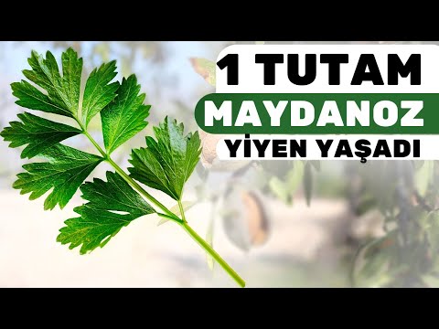 Sabahları Çiğ Maydanoz Yemek Vücudunuza Bunları Yapar