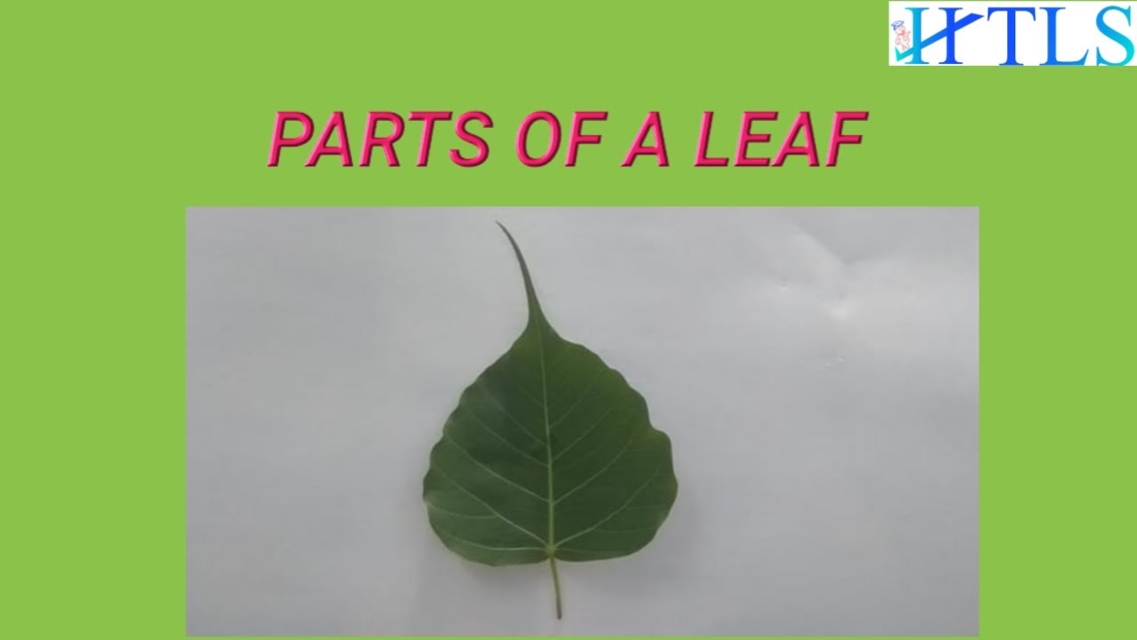 Parts Of A Leaf In Tamil YouTube parts-of-a-leaf-in-tamil-youtube