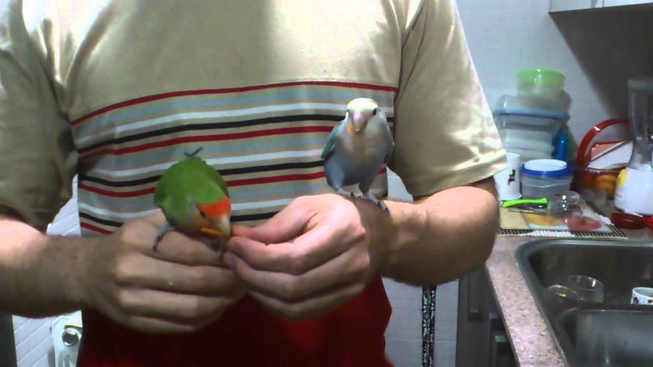 agapornis roseicolli papilleros comiedo frutas y verduras - YouTube