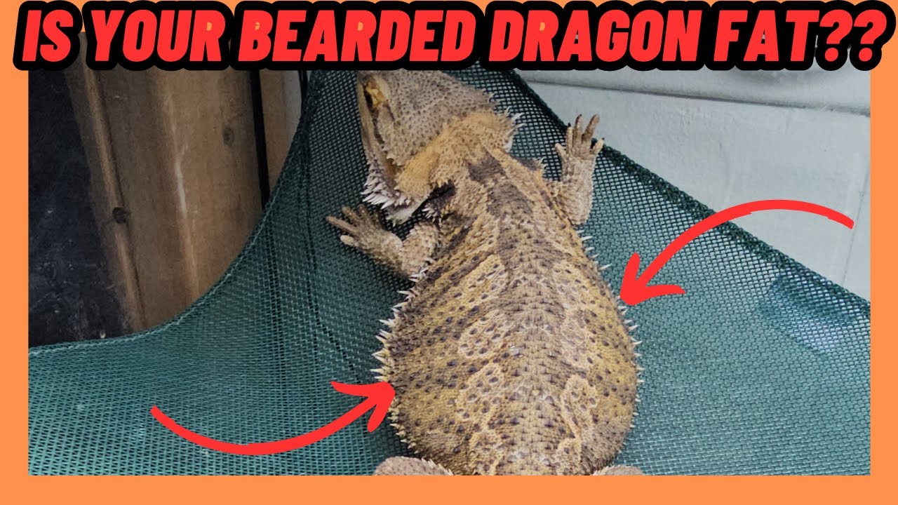 YOUR BEARDED DRAGON IS FAT! OR IS IT? - YouTube