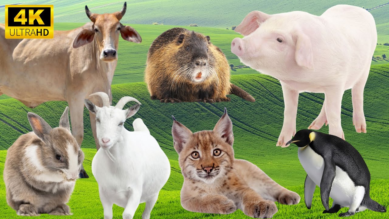 Wild & Farm Animals in Harmony: Cow, Capybara, Pig, Lynx, Goat - Animal ...