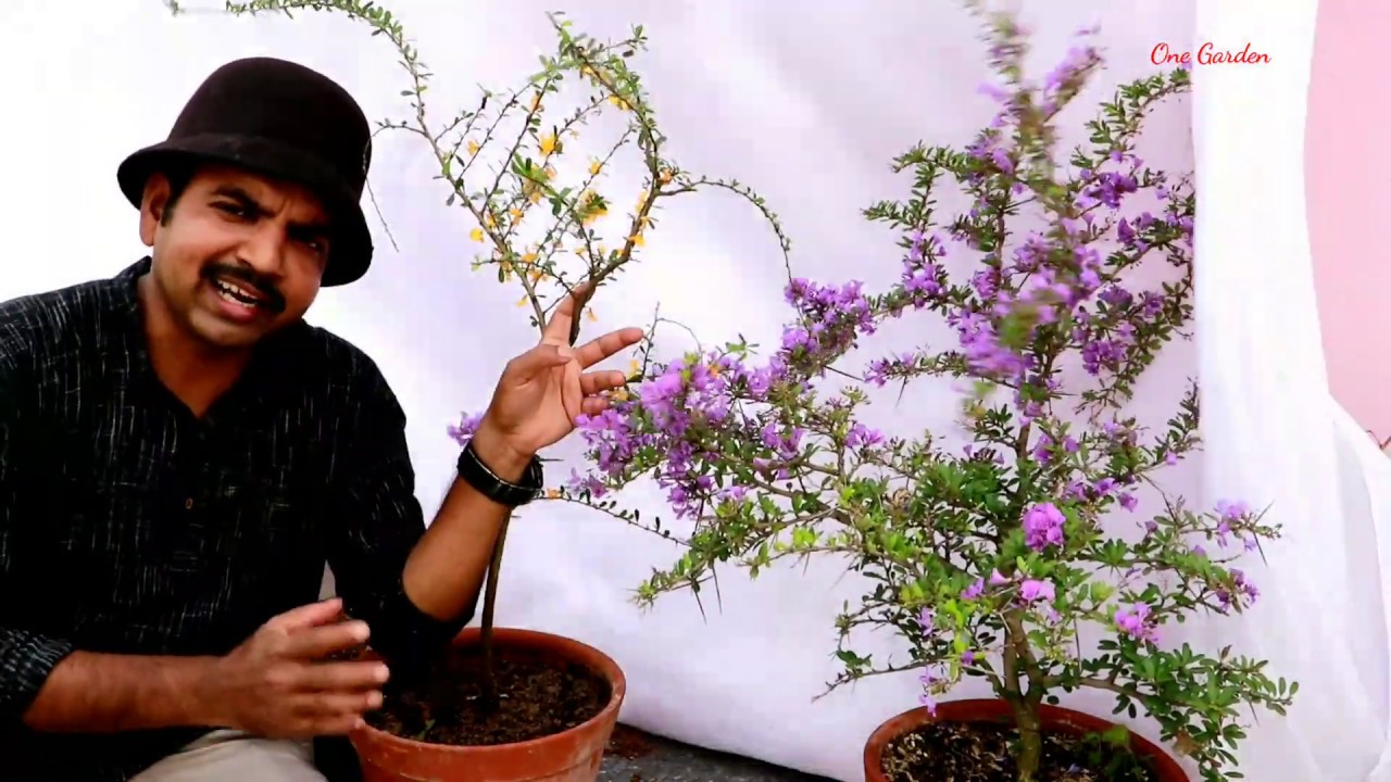 Desmodium, yellow braya, my new collection, blue braya grow and care ...