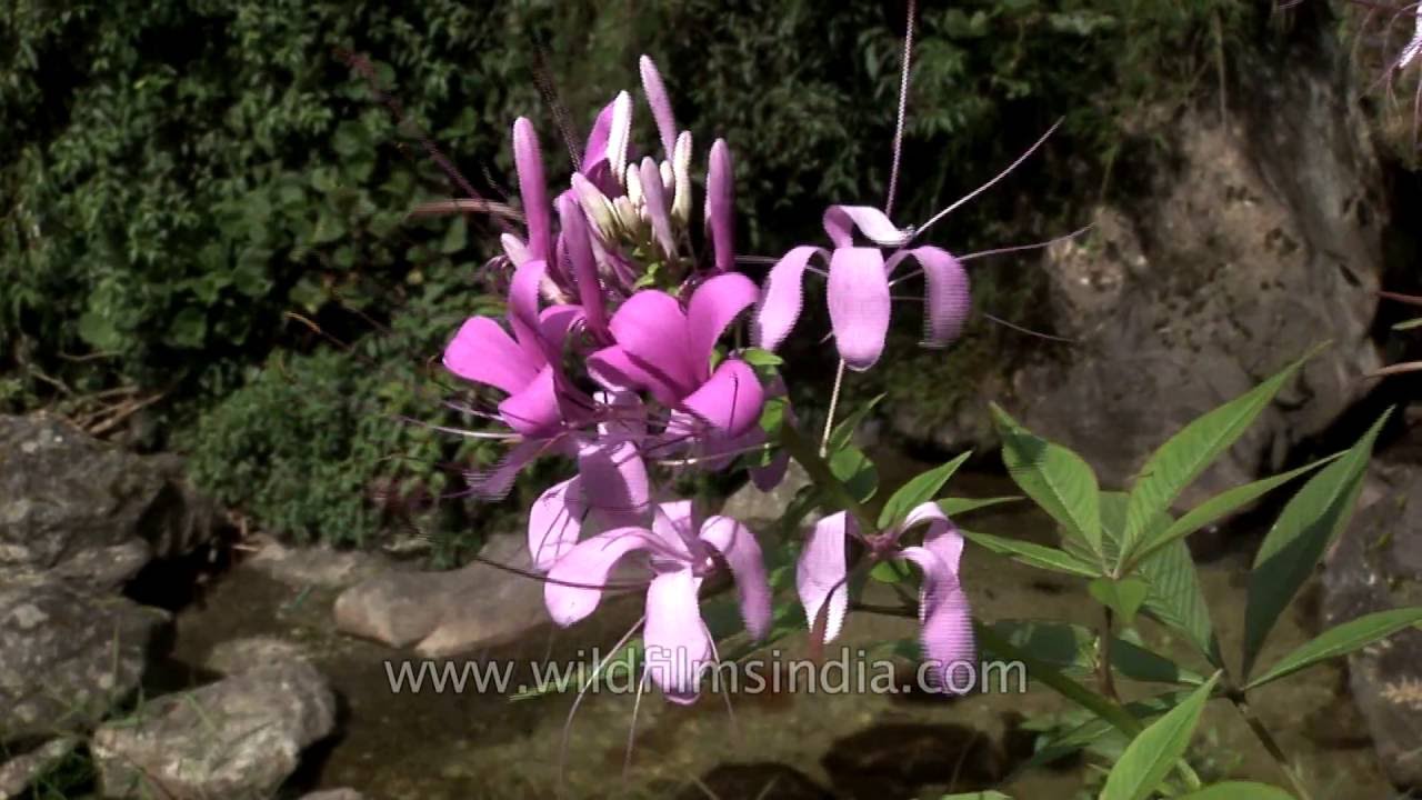Spider Flower, Spider Legs, Cleome (Cleome houtteana) in Sikkim - YouTube