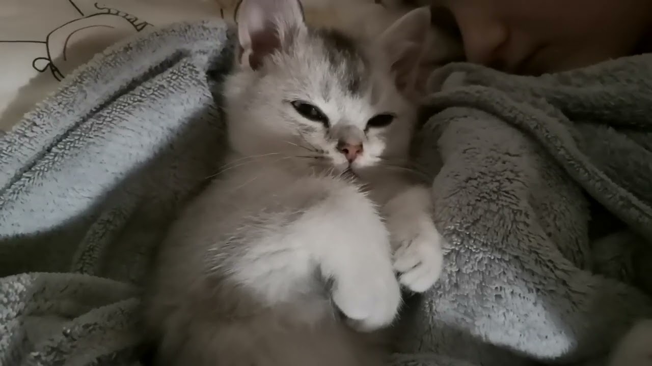 kittys and children, cute bsh cat , lovely moment that melts your heart ...