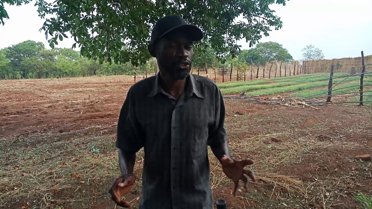 SOYA BEANS FARMING - YouTube