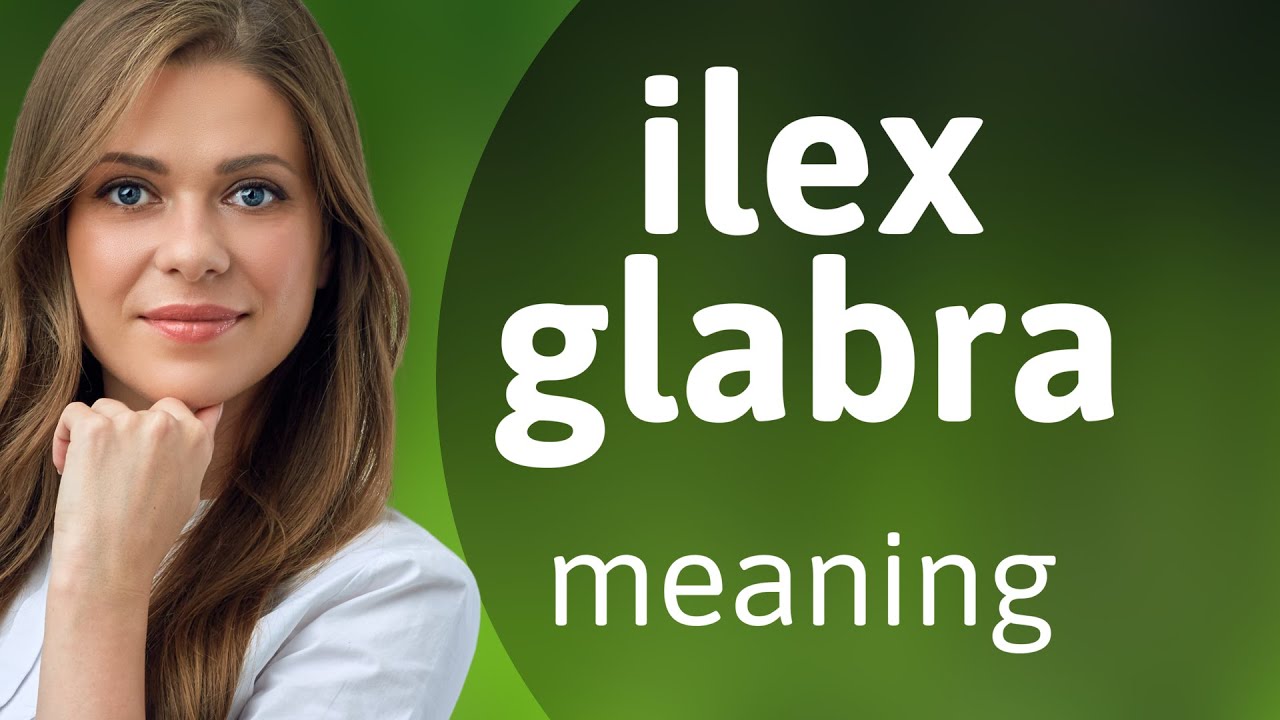 Ilex glabra | definition of ILEX GLABRA - YouTube