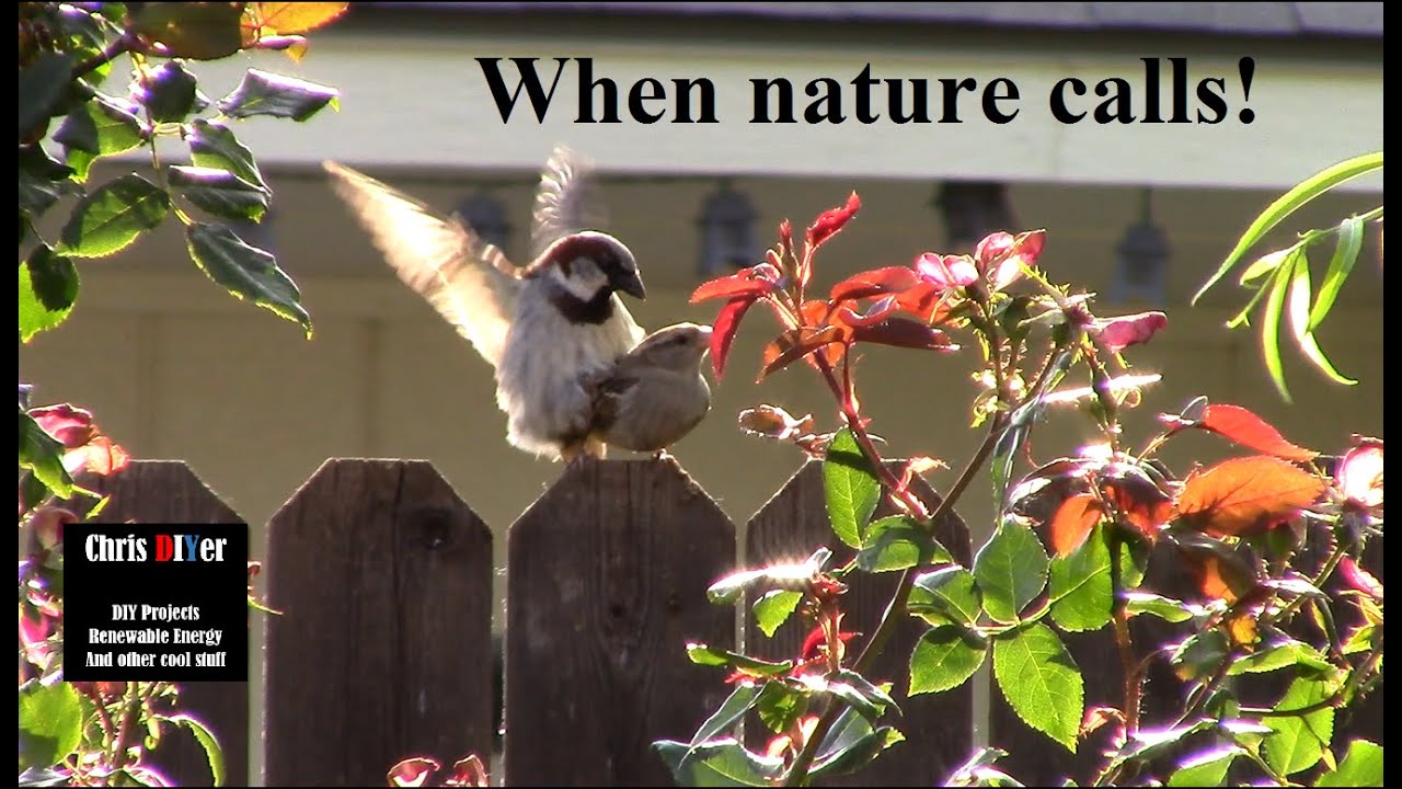 Birds "doing their thing" - YouTube