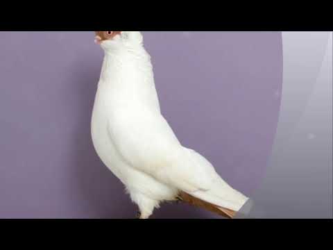 Jilguero del Huascarán - Paloma zonsa