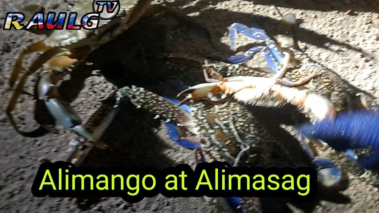 Malaking Alimango at Alimasag nakuha namin - YouTube