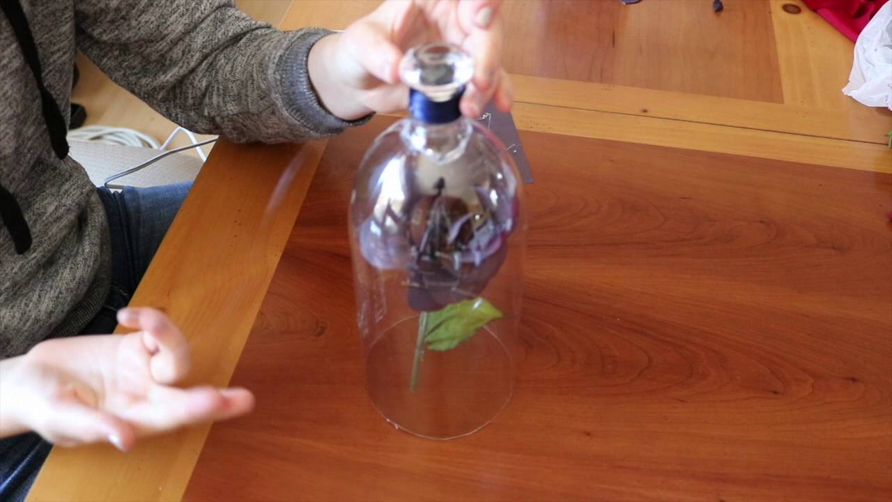 The Rose Curse - YouTube