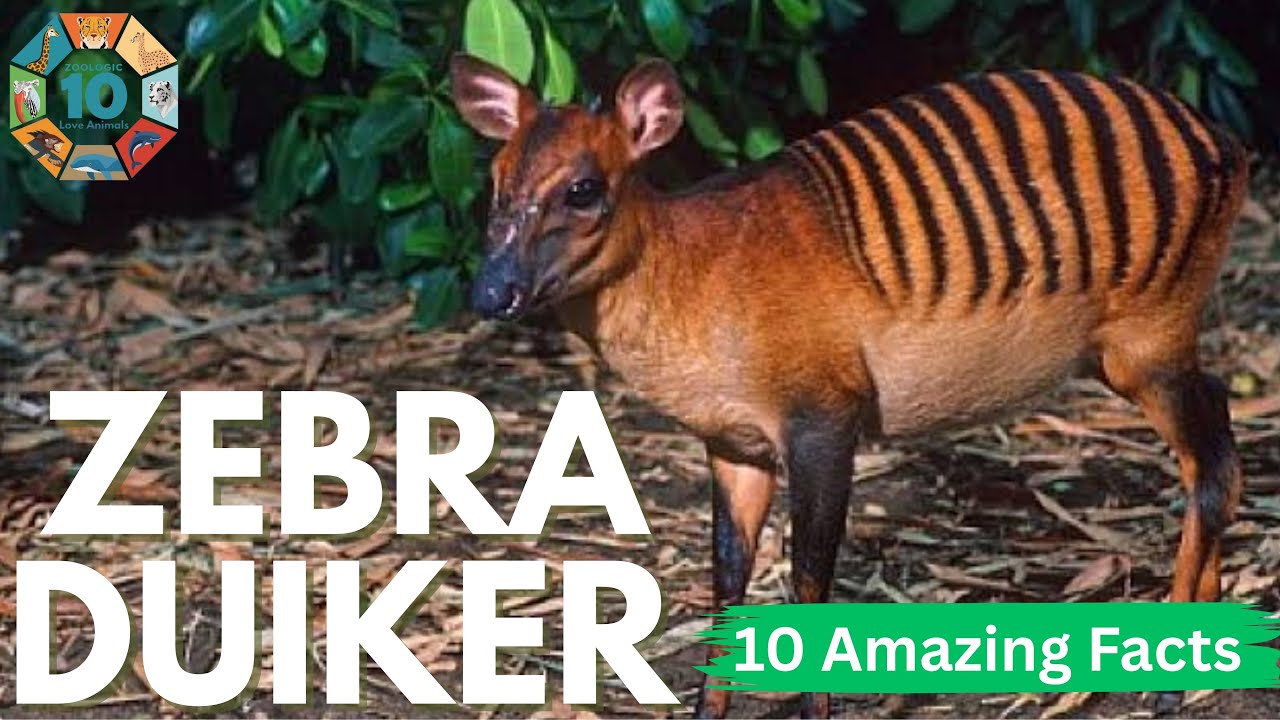 Zebra Duiker | The Hidden Striped Antelope of Africa | 10 Amazing Facts ...