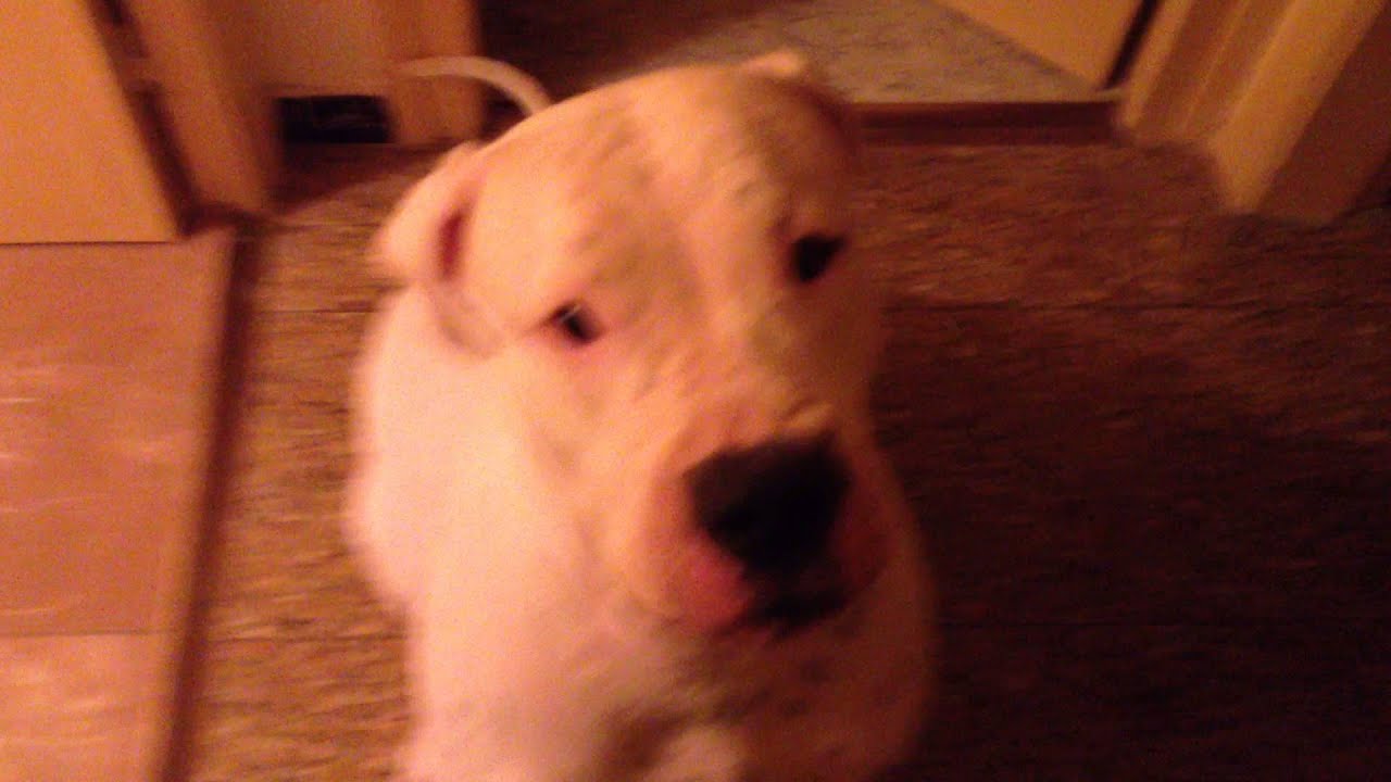 Funny dogo argentino - YouTube