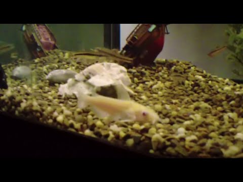 My 90 Gallon North American Native Fish Tank - YouTube