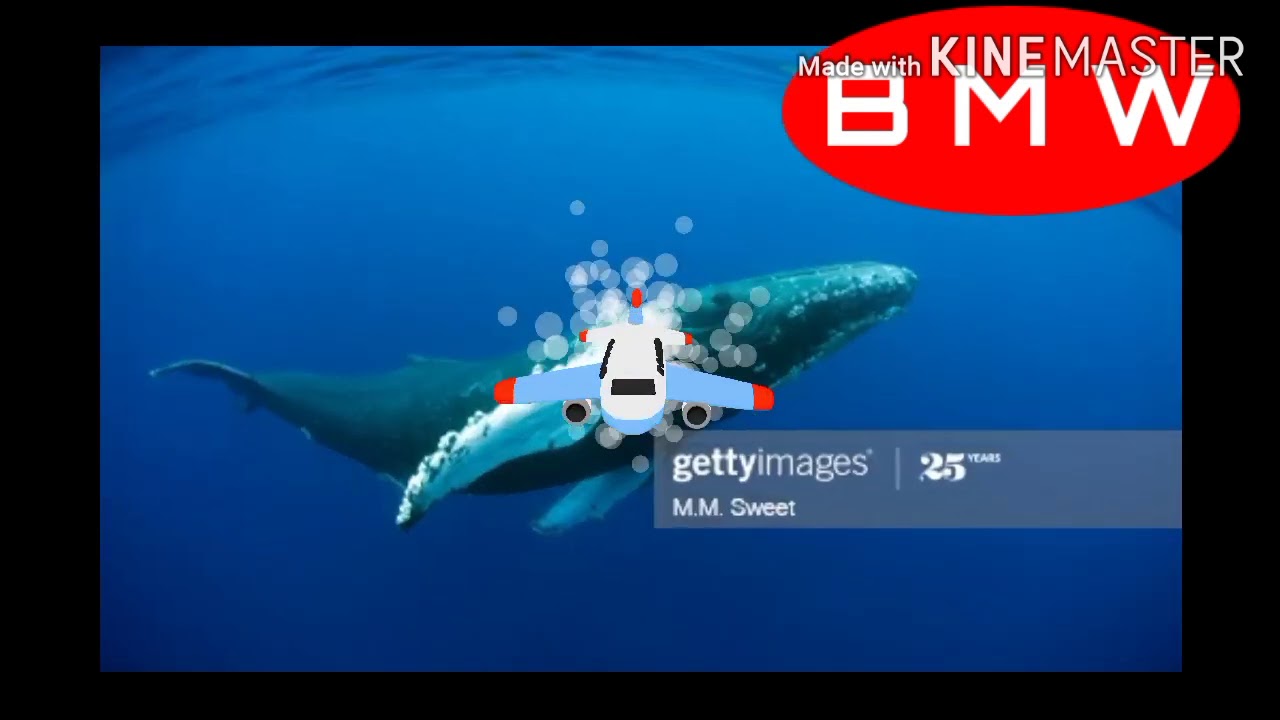 Bgv Animals - YouTube