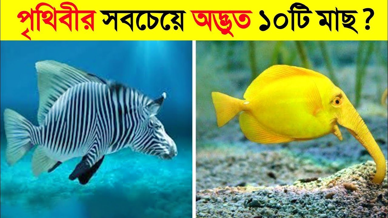 এই মাছগুলো শুধু ভাগ্যবানরাই দেখতে পায় 😱😱 || Most Unique Fish in the ...